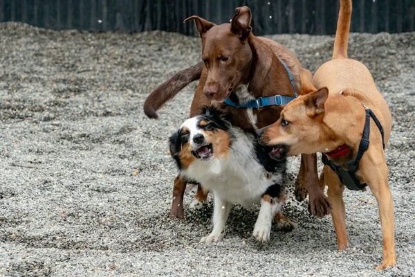 Dog fight Stock Photos, Royalty Free Dog fight Images | Depositphotos