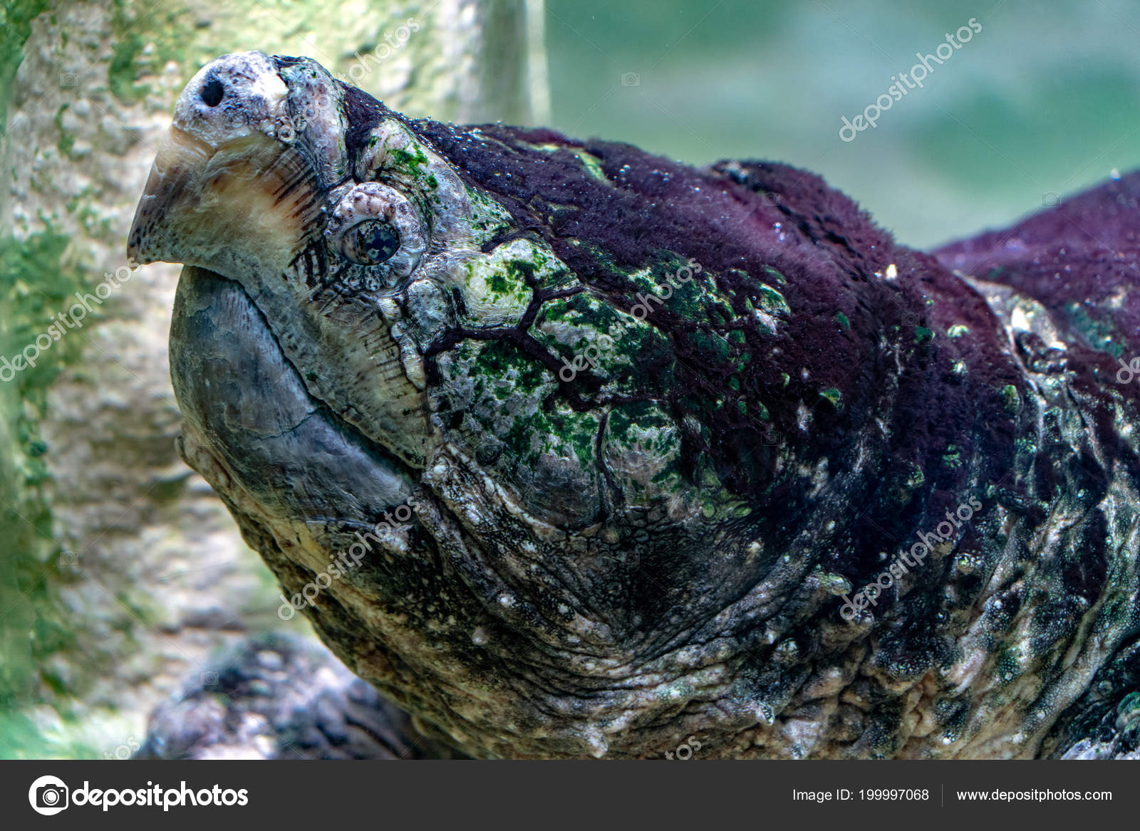 Common Snapping Turtle Underwater