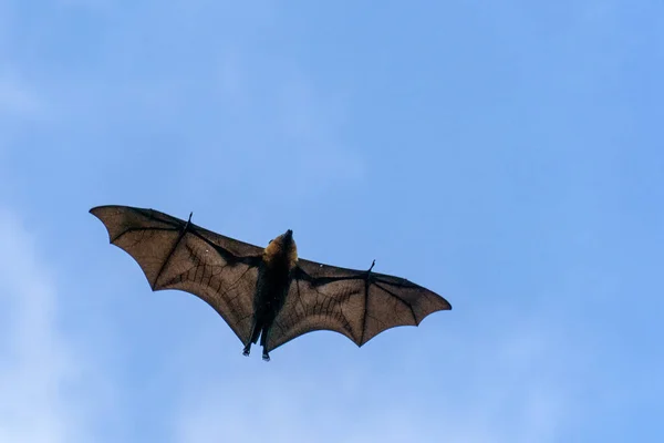 Flying bat Stock Photos, Royalty Free Flying bat Images | Depositphotos