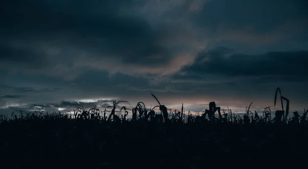 Apocalypse field Stock Photos, Royalty Free Apocalypse field Images ...