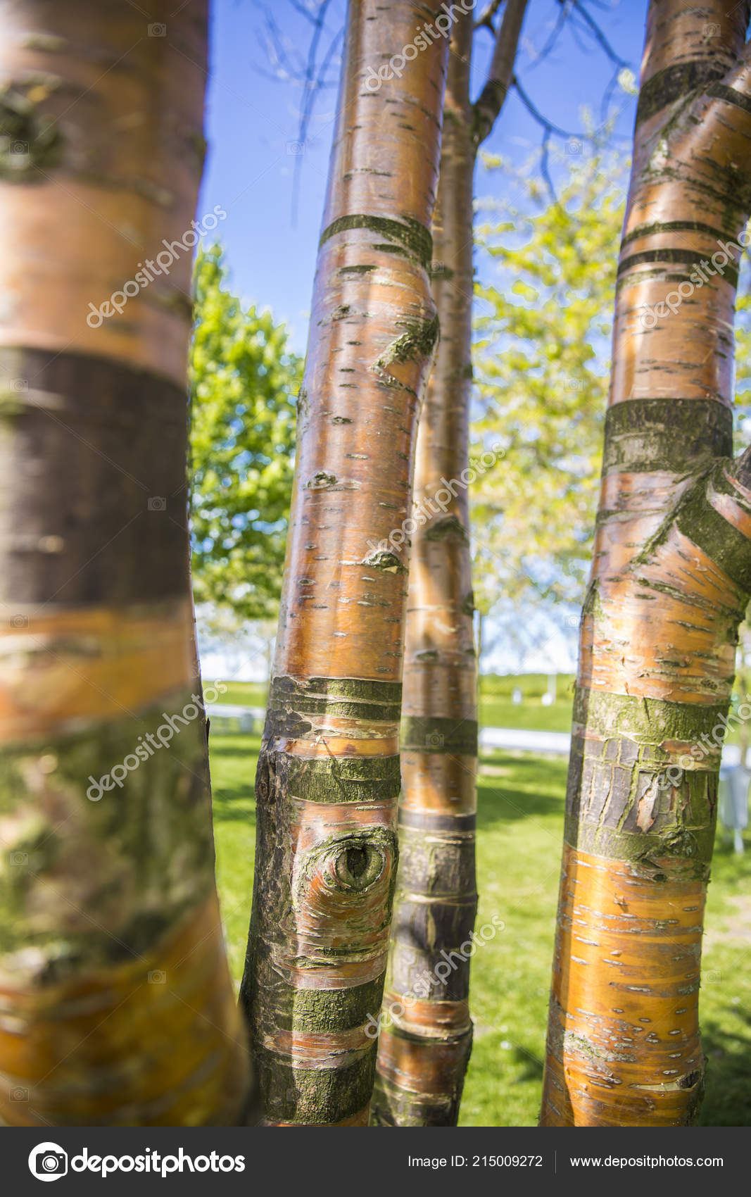 Birchbark Cherry Prunus Serrula Tree Copper Colored Bark – Stock ...