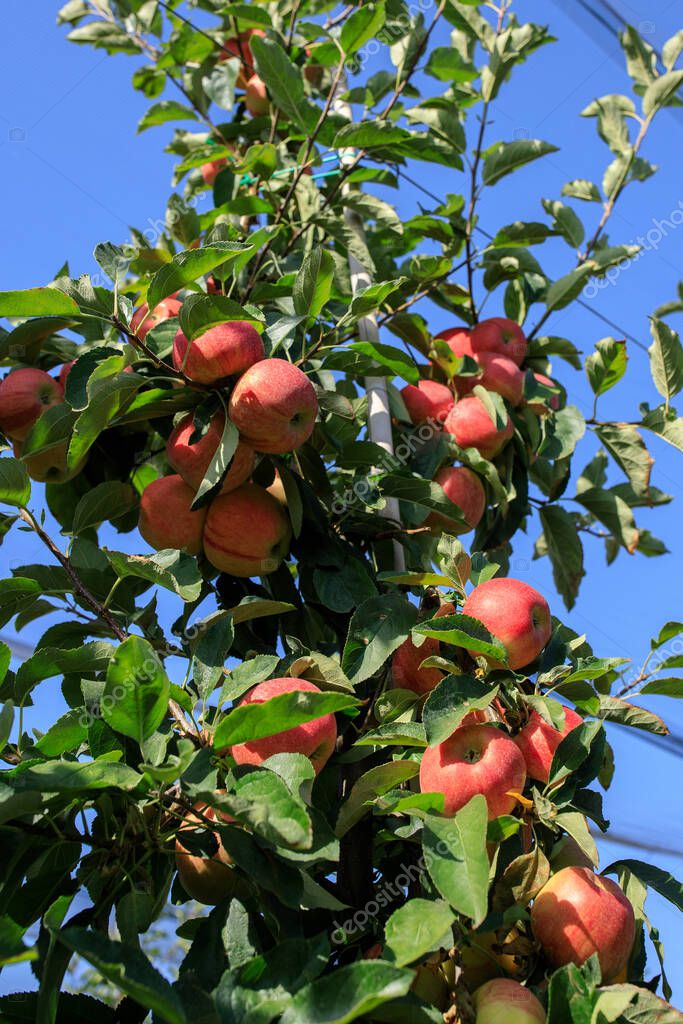 Muchas manzanas rojas en los árboles. El concepto de cultivar manzanas ...