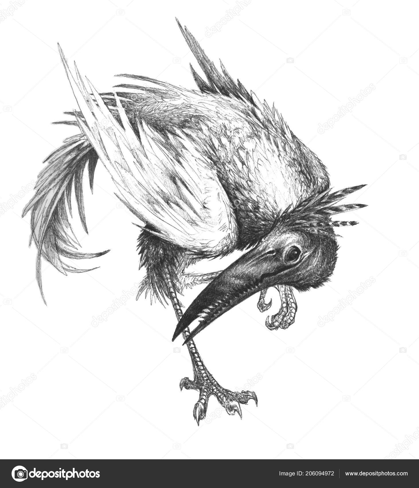 Pencil Drawings Of Creatures