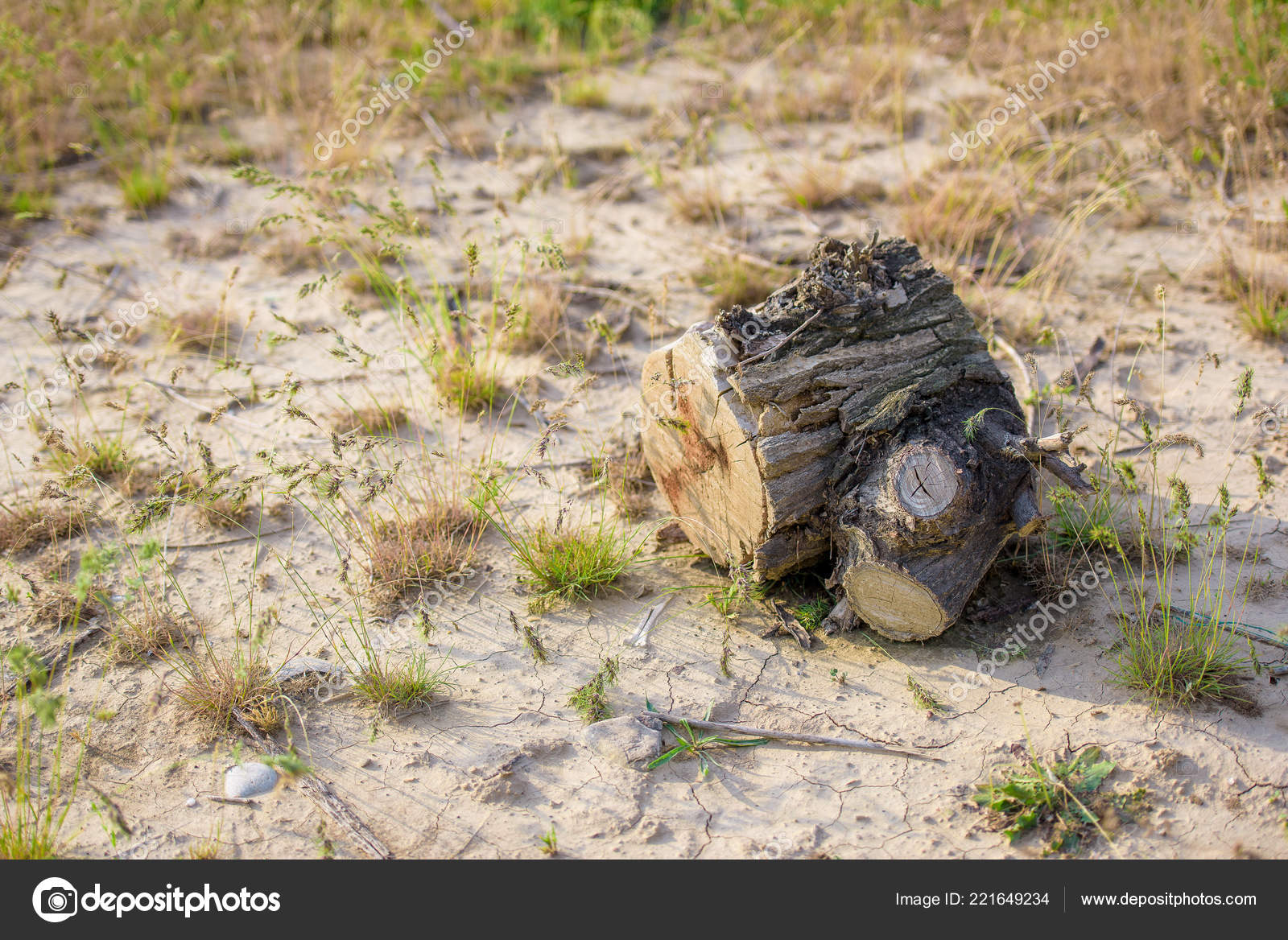 Felled Tree Lake Dry Tree Stump Dead Stump Sand — Stock Photo ...