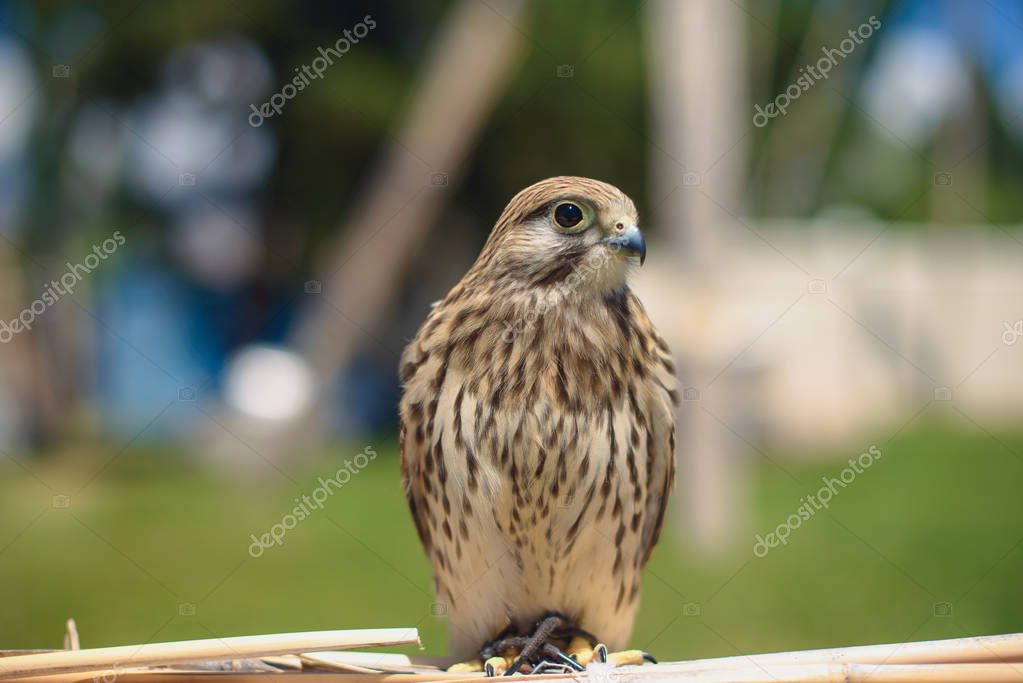 Pájaro halcón antes de cazar. Halcón con alas extendidas. Despegue de ...