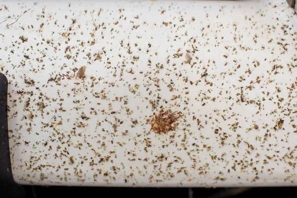 Front Bumper Cars Dead Insects Radiator Grille Car White Mosquitoes ...