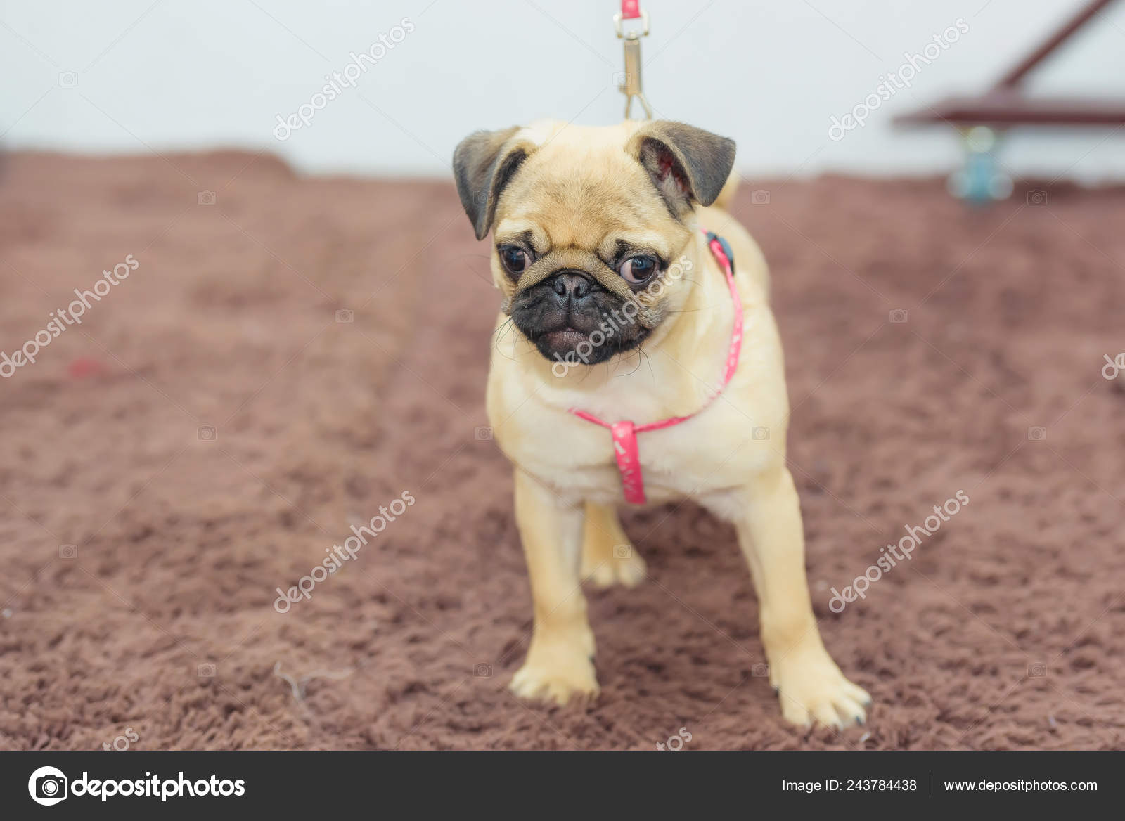 Light Brown Pugs