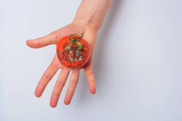 Rotten tomato in hand. Mold on vegetables. Rotten product. Spoiled food ...