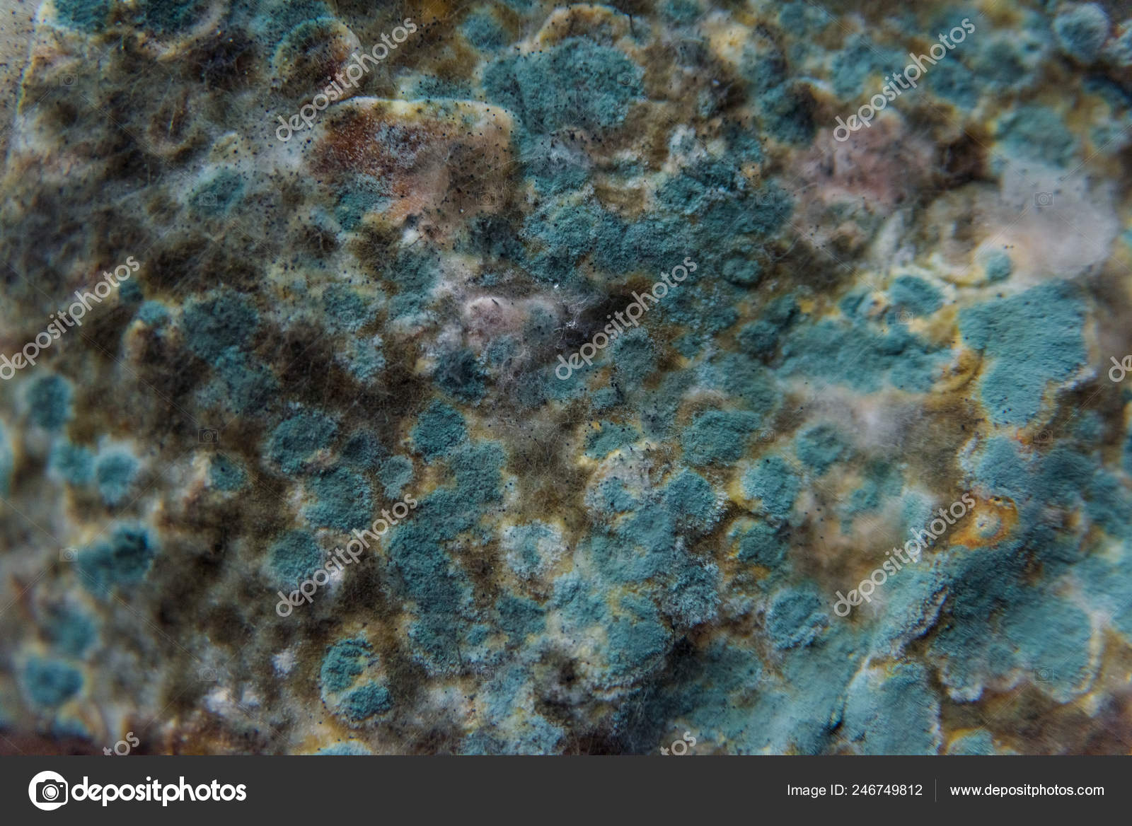 Aspergillus On Bread