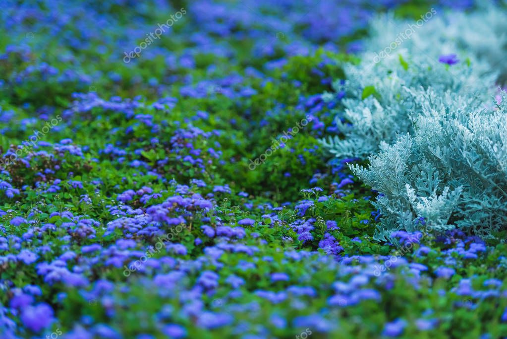 Calle Cama De Flores Con Flores Azules Decoración Del Jardín Un