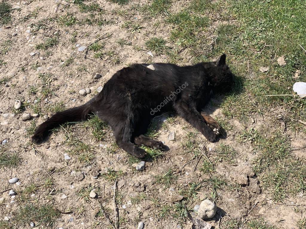 Gato negro muerto tirado en el suelo. Una mascota abandonada. Gato ...