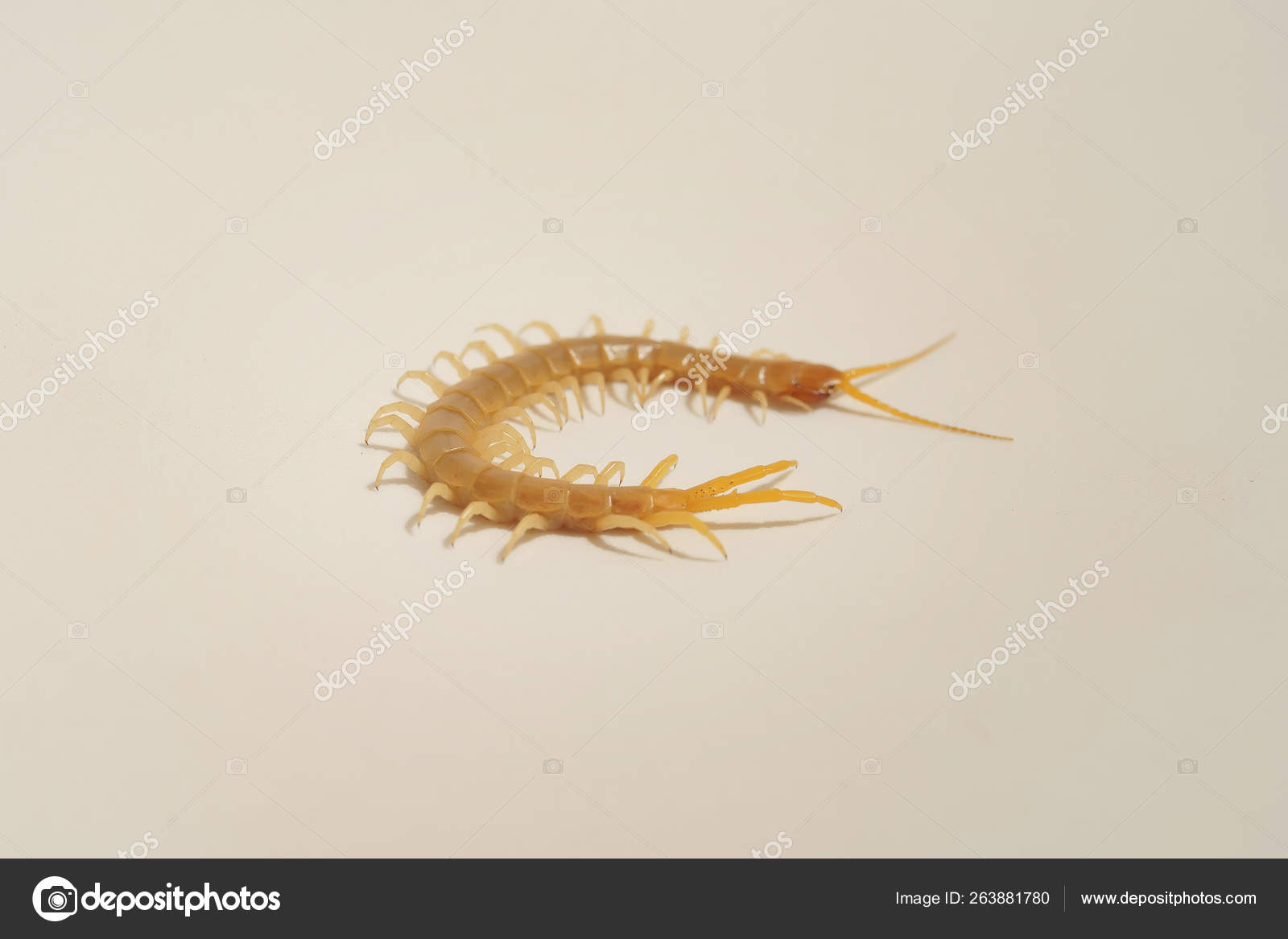 Scolopendra White Background Insects Southern Kazakhstan Poison ...