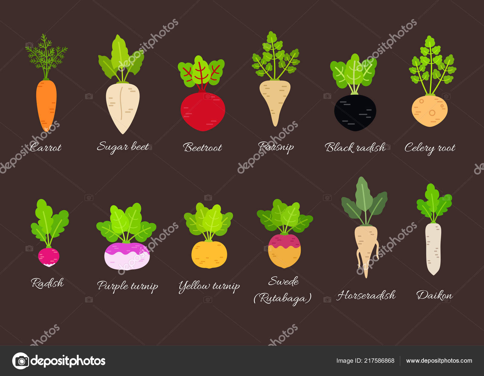 Conjunto vectorial de diferentes tubérculos Vector de stock #217586868 ...