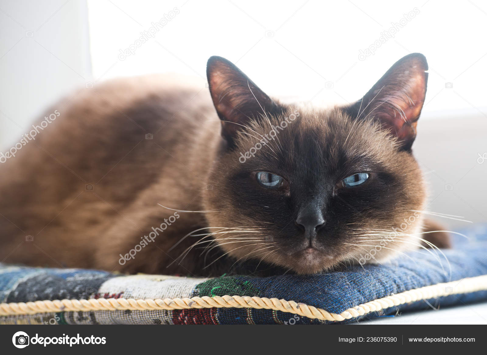 Close Portrait Shot Long Haired Female Siamese Cat Stock