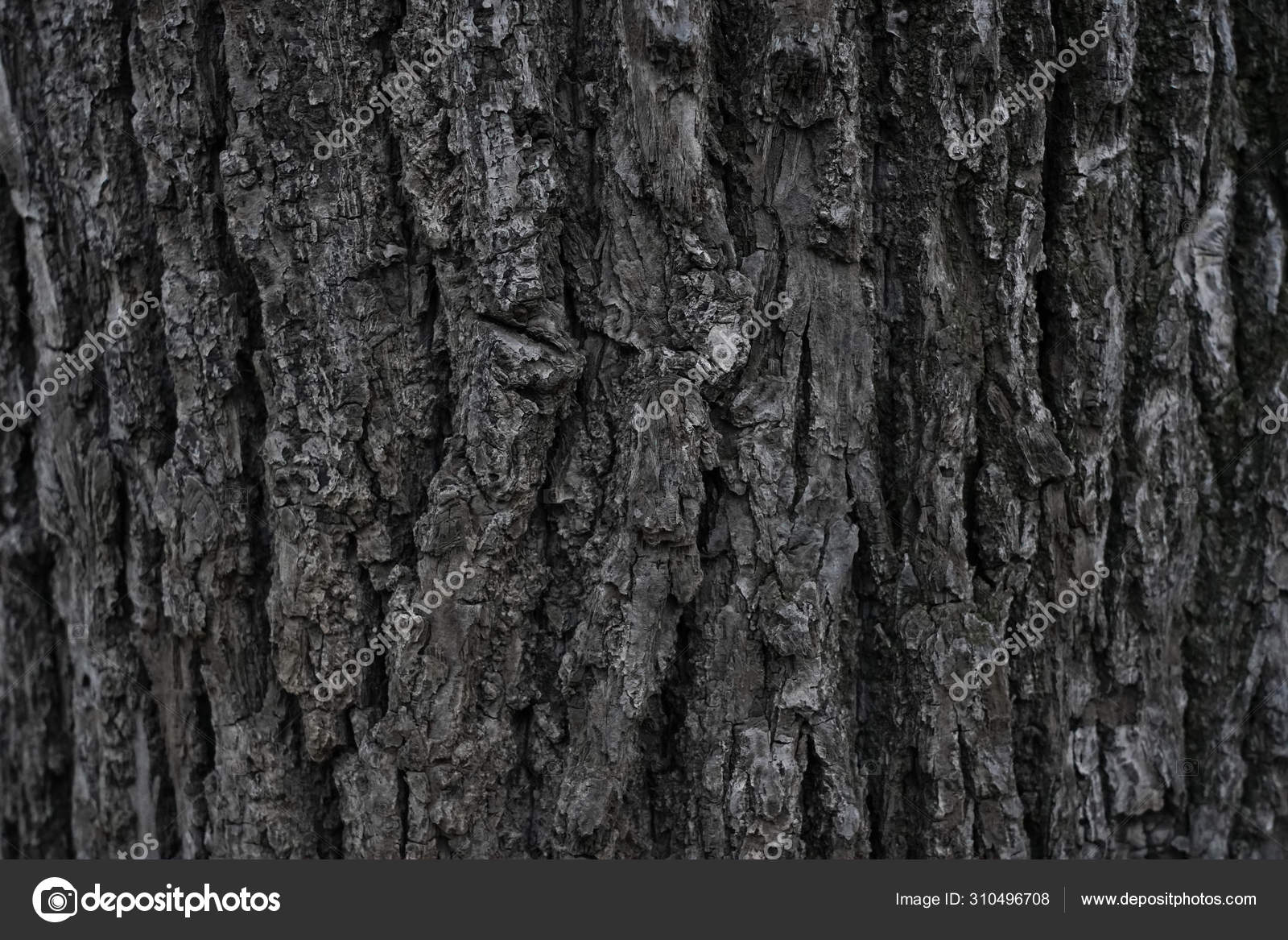 Tree Bark Background Pattern