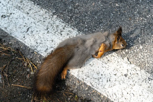 Biggest Squirrel Ever Killed