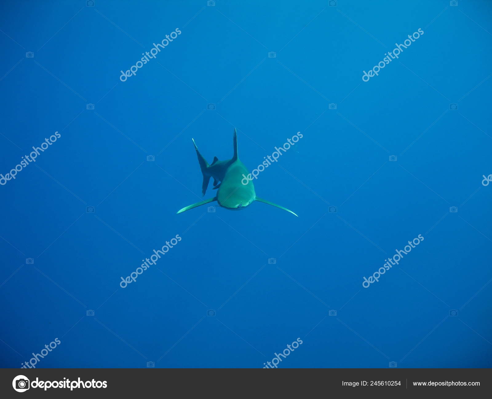 Oceanic White Tip Longimanus One Most Inquisitive Sharks Here Frontal ...