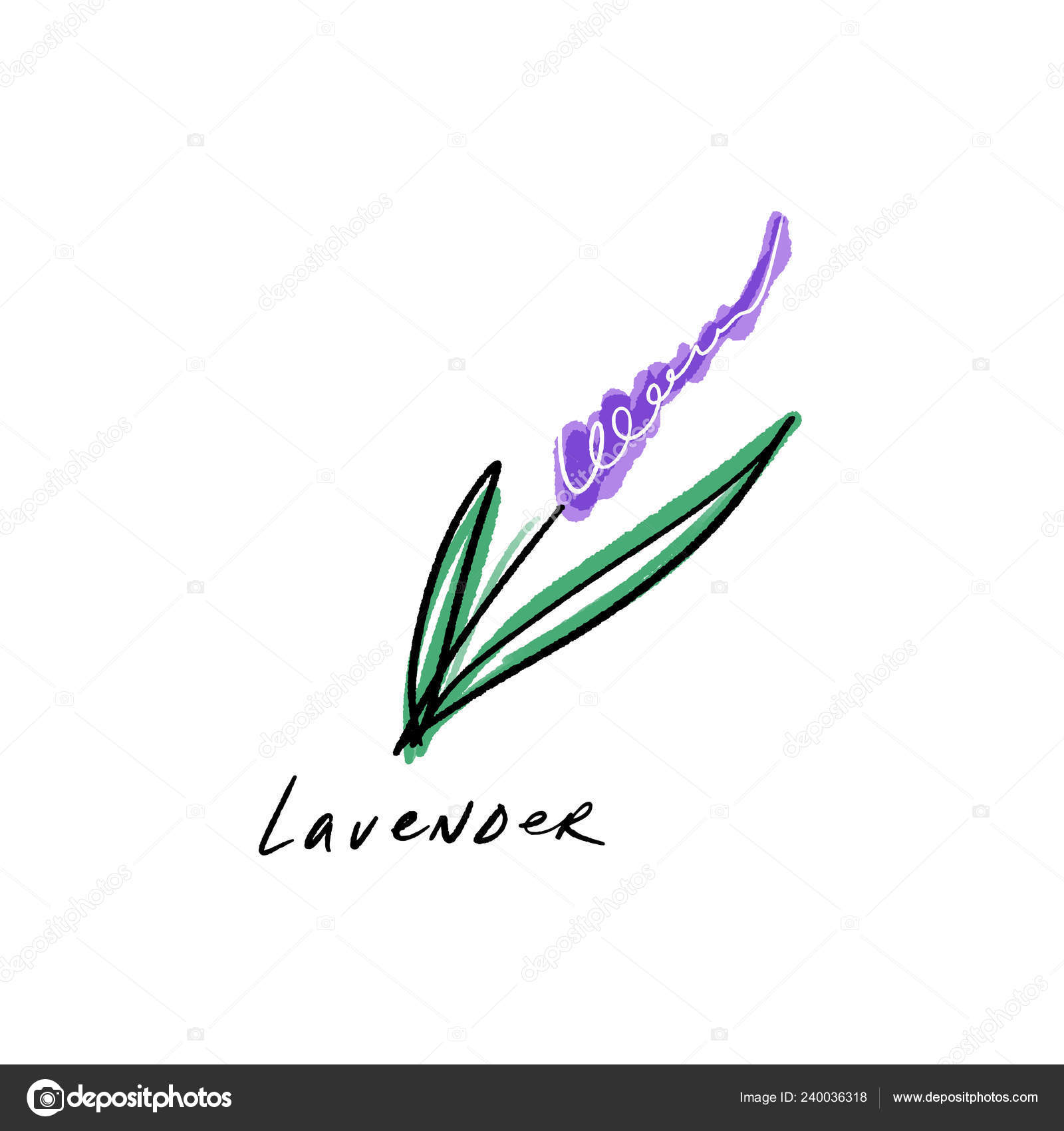 Vector Watercolor Isolated Lavender Flower Floral Element Design Stock ...
