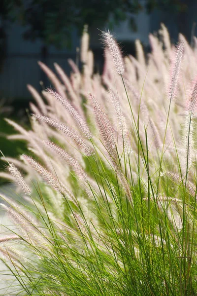 Gramíneas ornamentais fotos de stock, imágenes de Gramíneas ornamentais ...