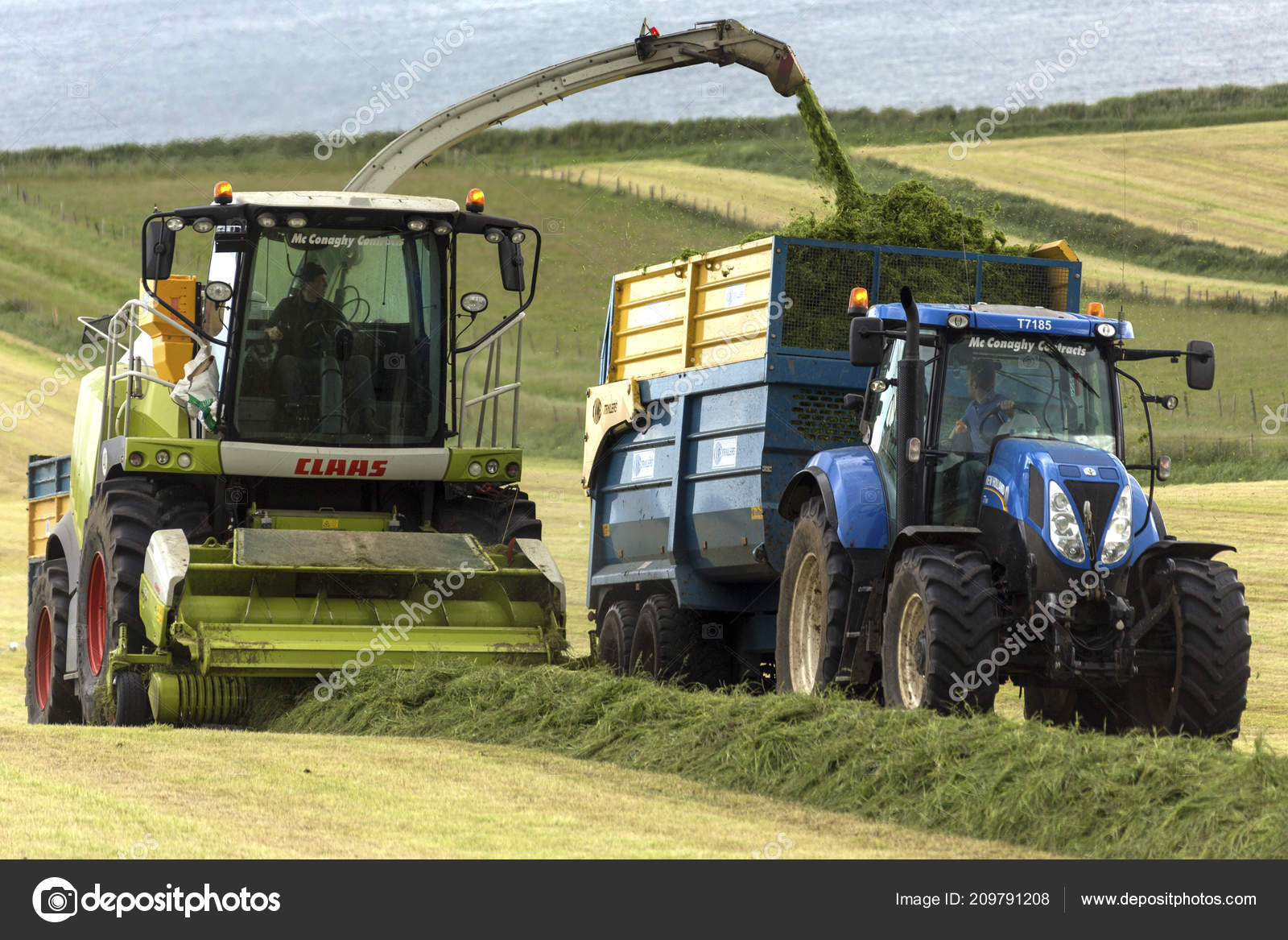 Agriculture Collecting Grass Silage Crops Most Often Used Ensilage ...