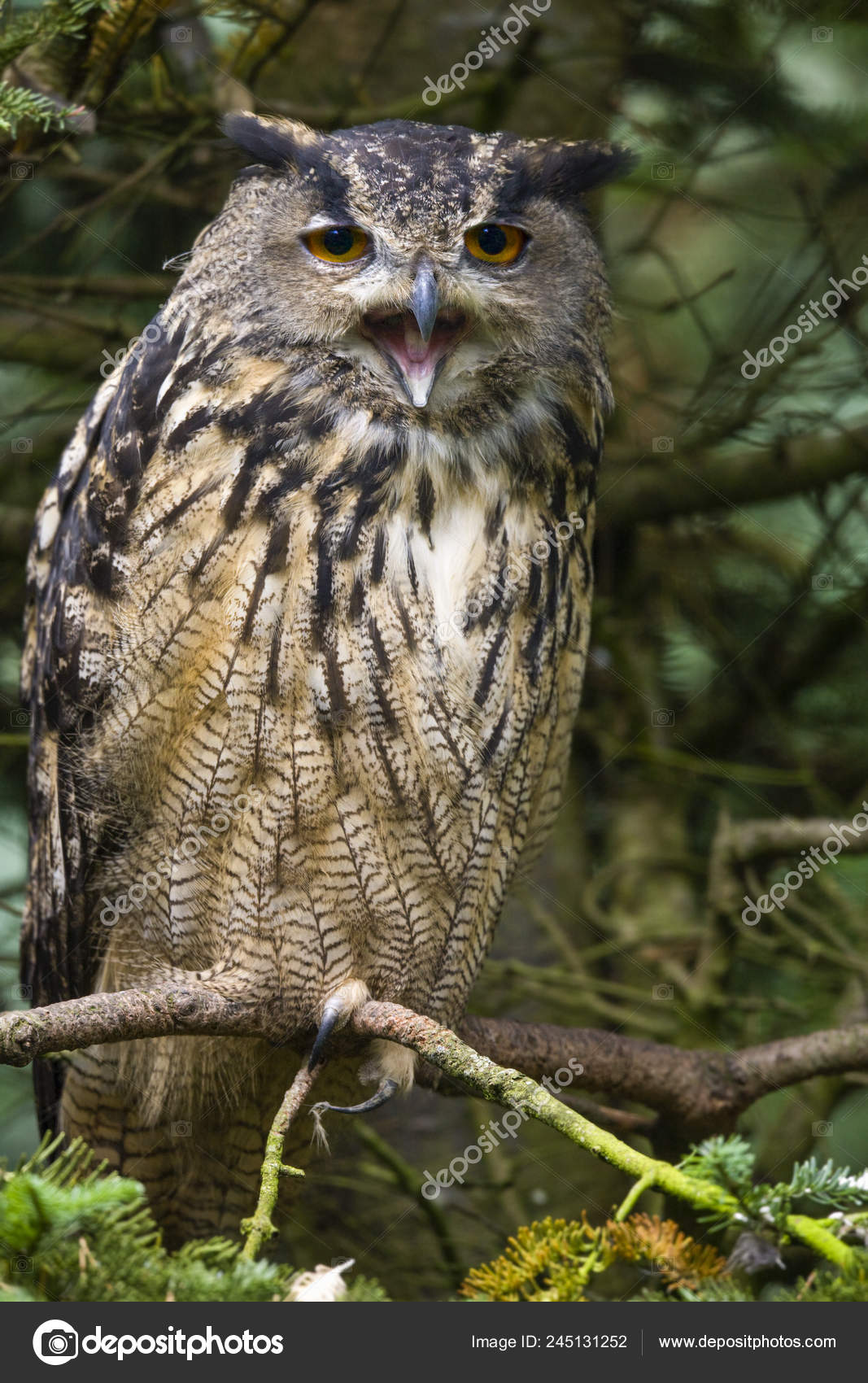 Eurasian Eagle Owl Bubo Bubo Powerful Voracious Predator Eagle Owl ...