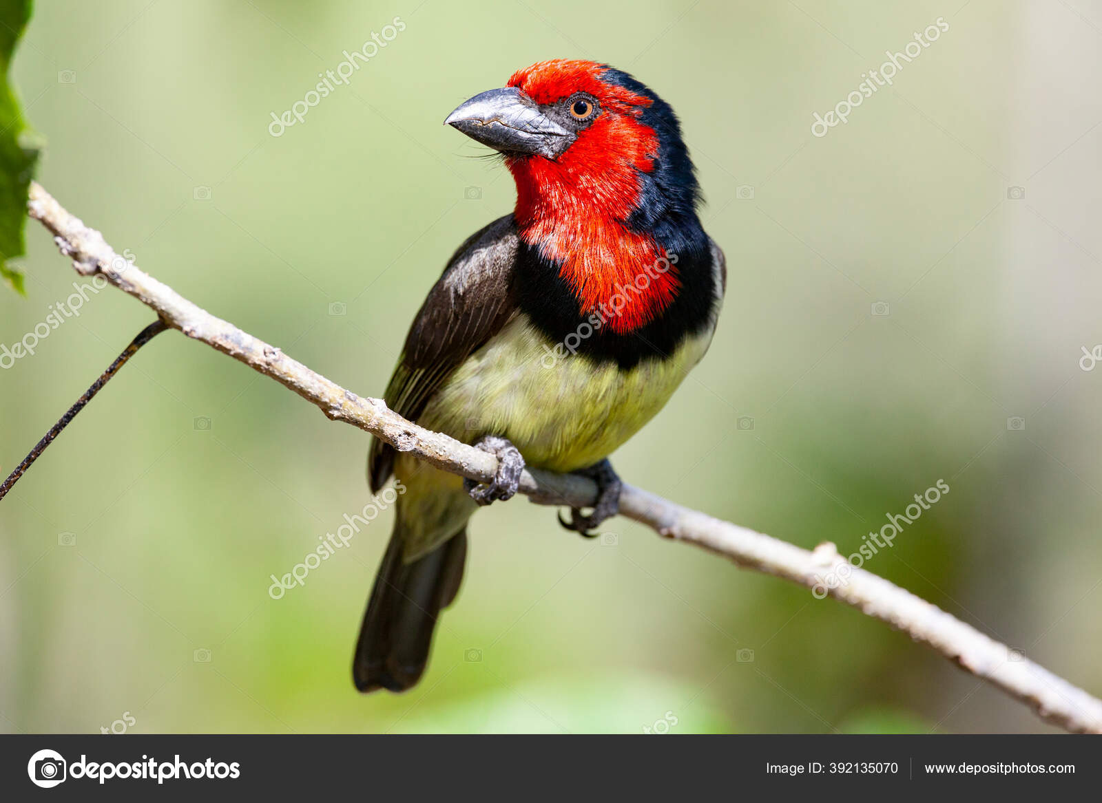 Can A Barbet Live In Indonesia