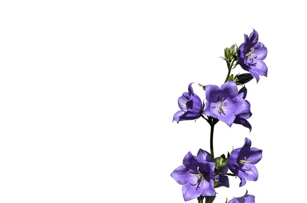 Bell Flowers Border — Stock Photo © Subbotina #10681437