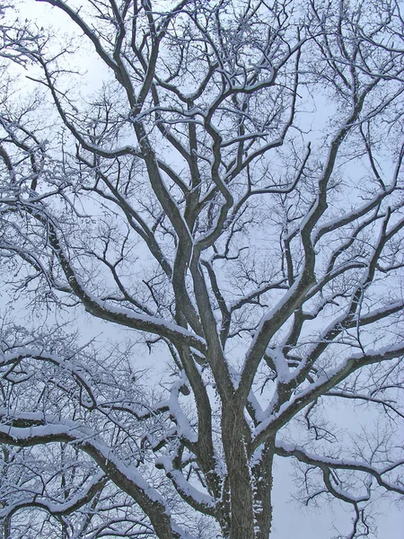 Snow oak tree Stock Photos, Royalty Free Snow oak tree Images ...