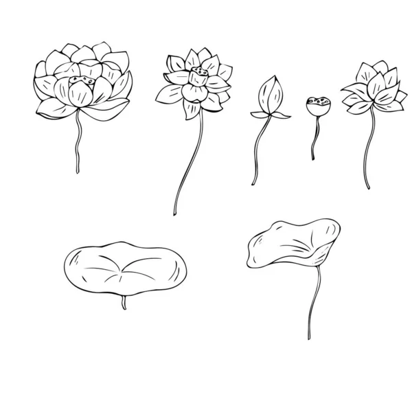 Lotus Flower Line Drawing Vector | Best Flower Site
