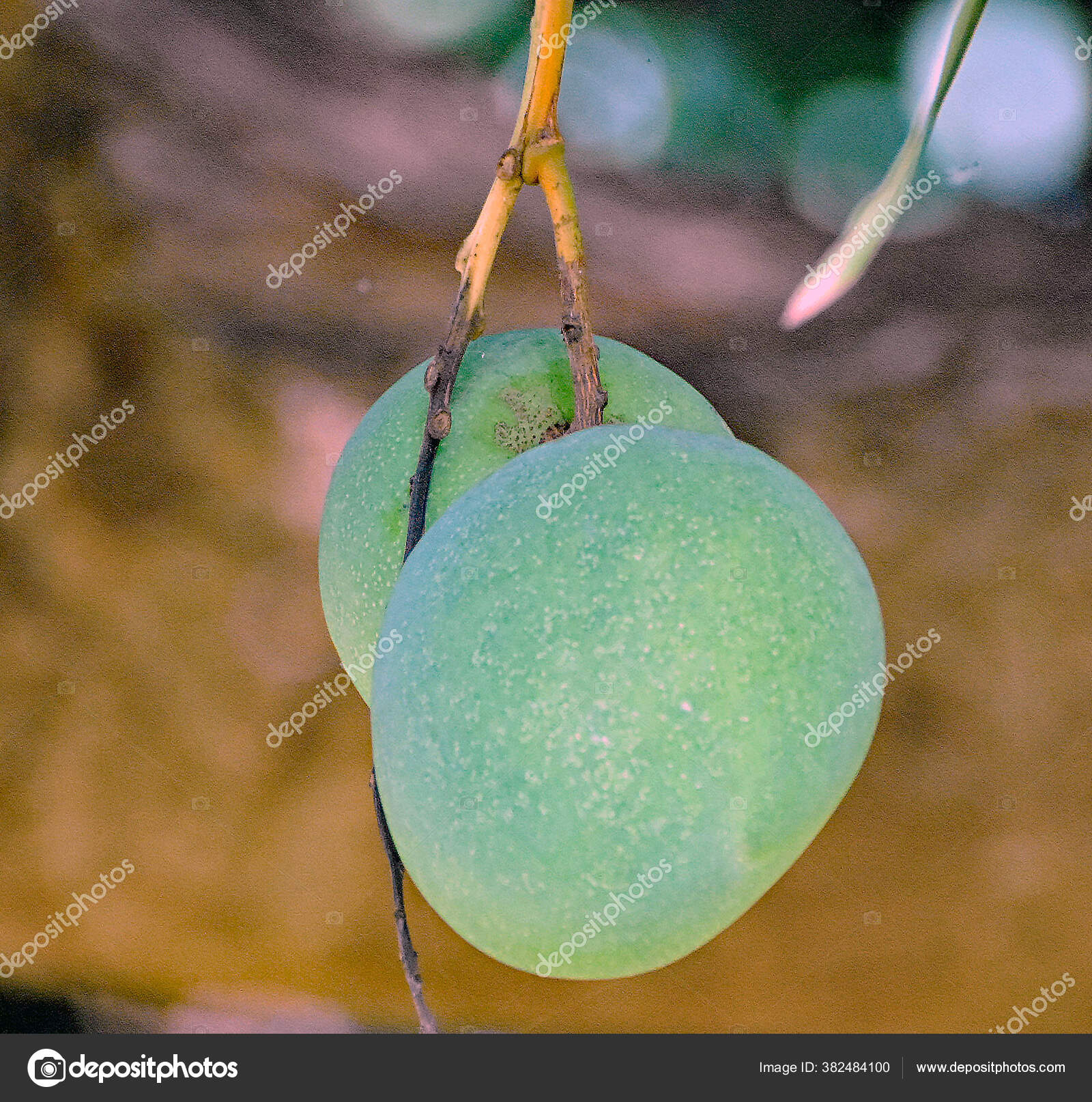 Two Unripe Mangoes Hanging Mango Tree Plantation Maui Hawaii — Stock ...