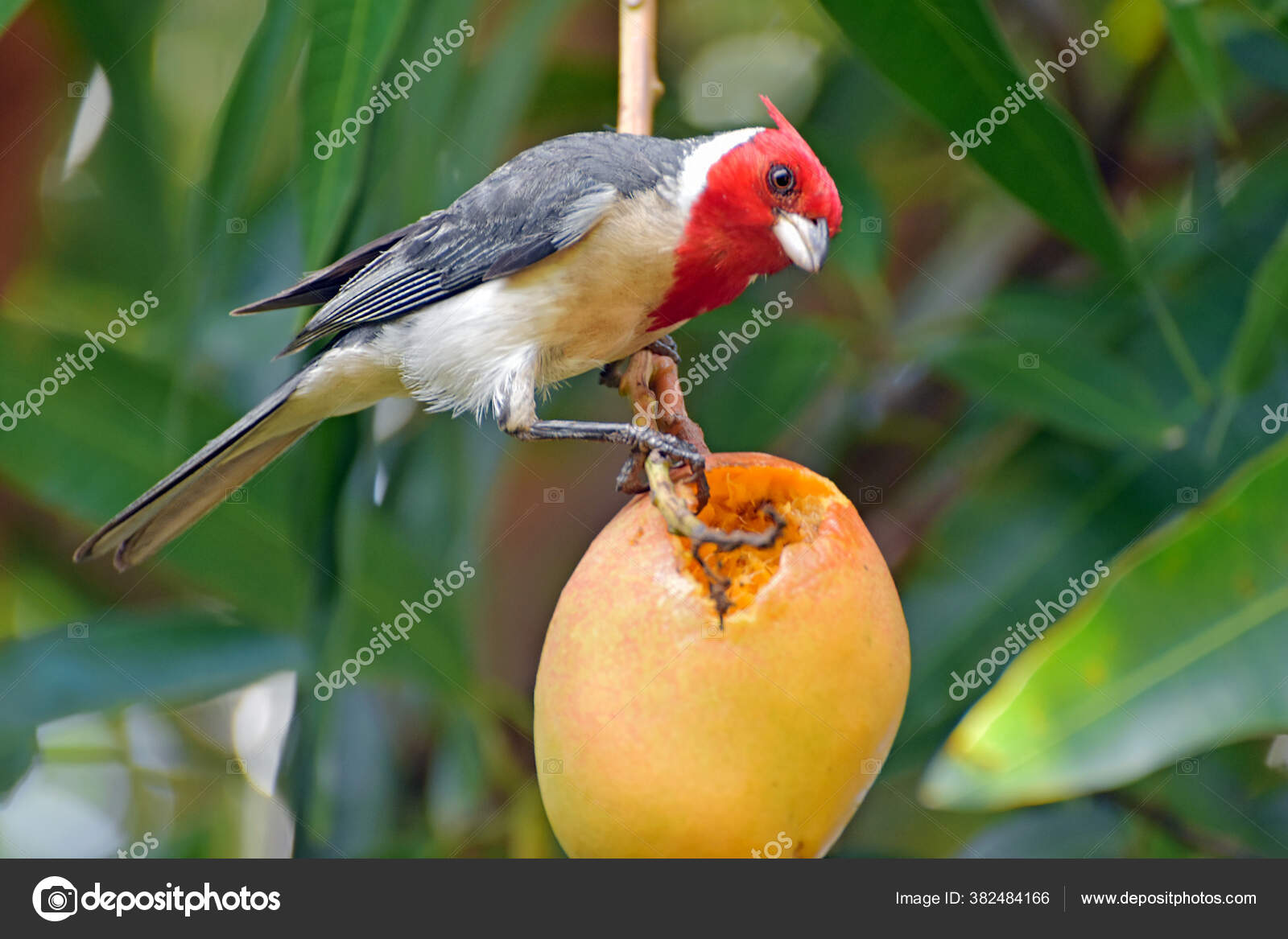 Hawaii Birds Red Head