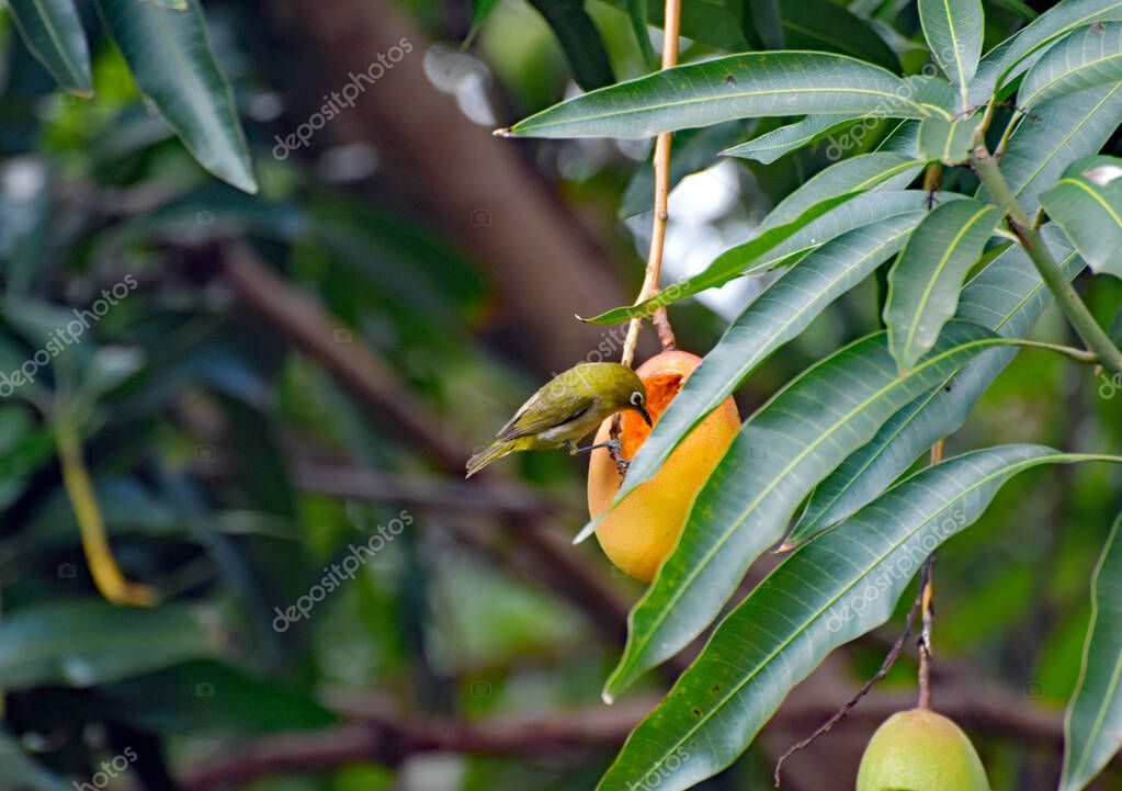 Un árbol de mango con mangos colgantes y hojas con un pájaro japonés de ...