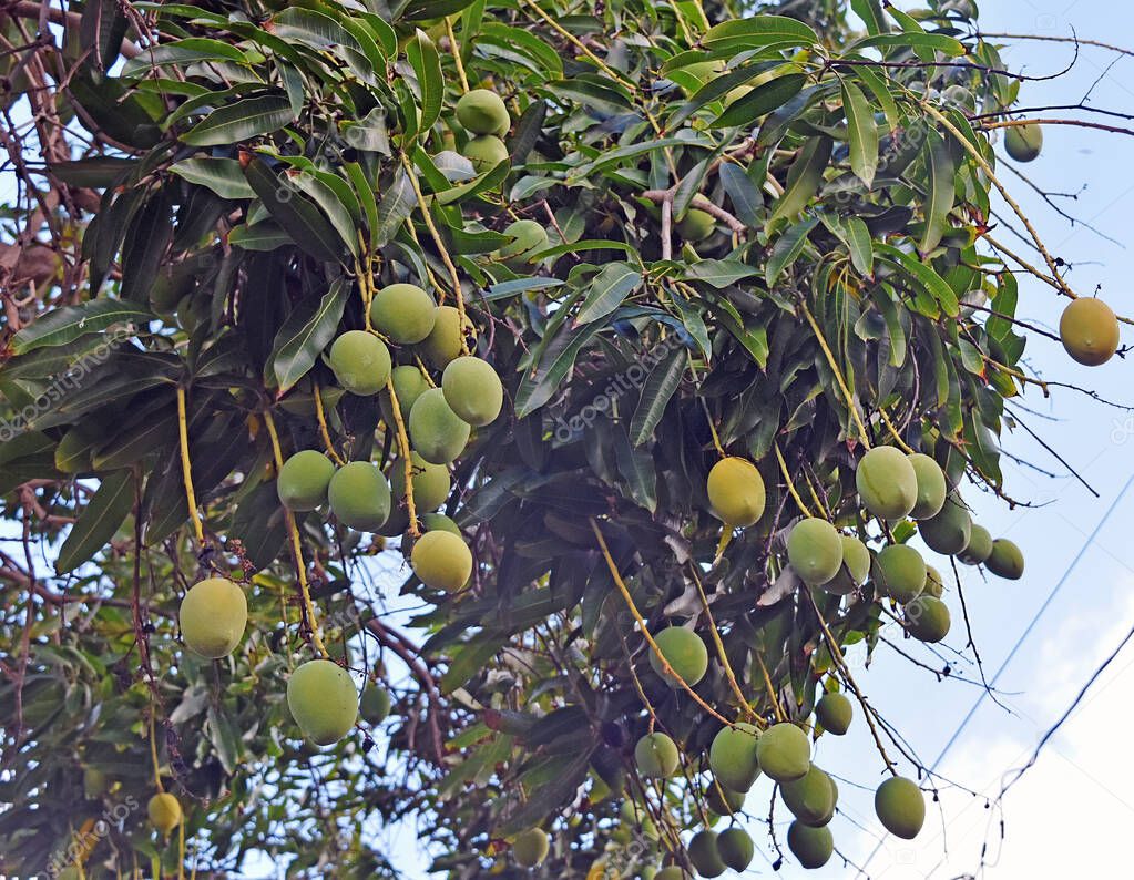 Un montón de mangos inmaduros colgados de un árbol de mango en una ...