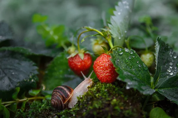 Strawberry forest Stock Photos, Royalty Free Strawberry forest Images ...