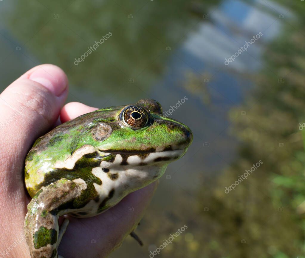 Atrapada rana de lago en la mano, especie Pelophylax ridibundus, hembra ...