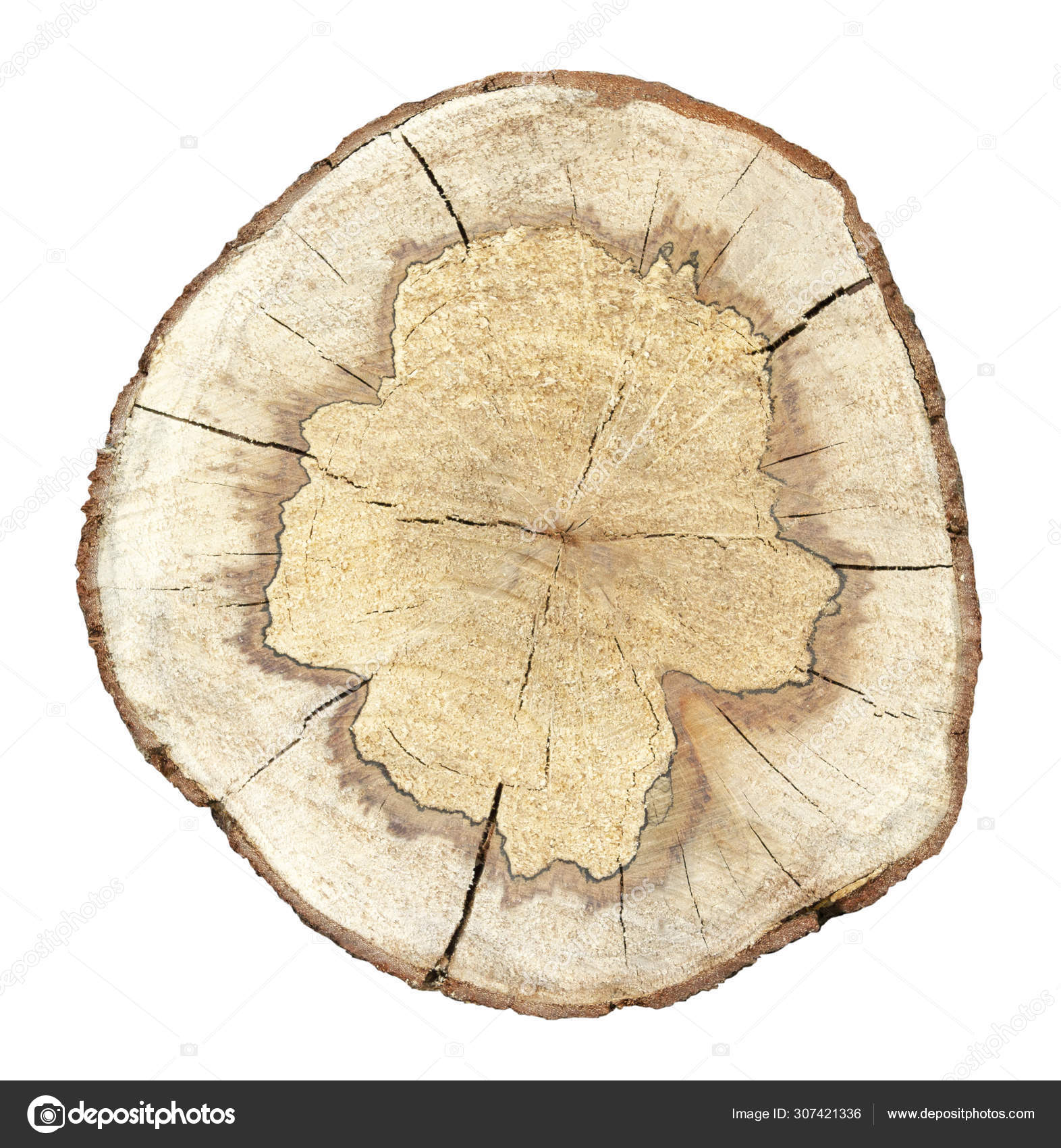 Cross Section Tree Trunk Isolated White Background — Stock Photo ...