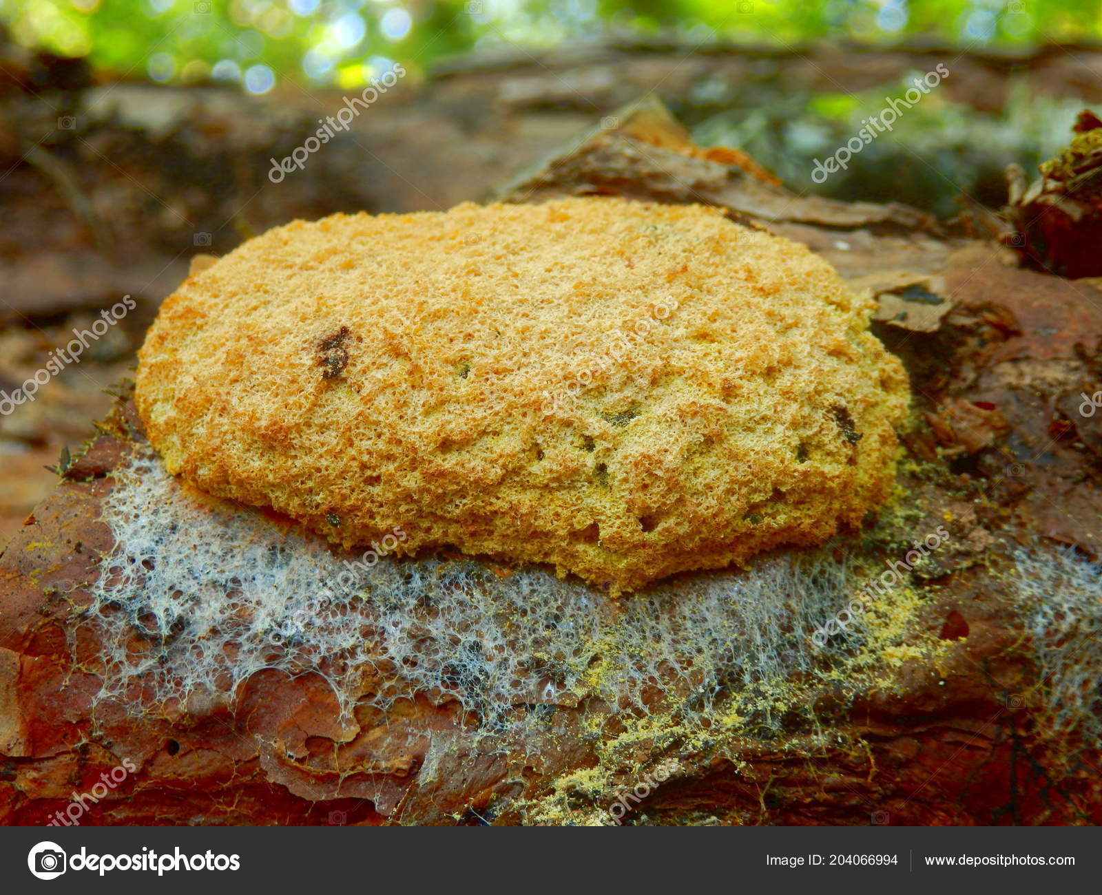 I see these things from time to time on rotting wood. Is it a fungus or ...