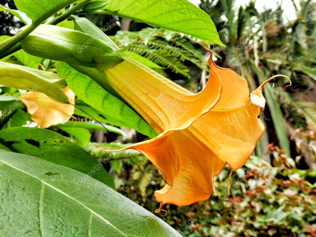Primer plano de la flor de Brugmansia, también conocida como trompeta ...