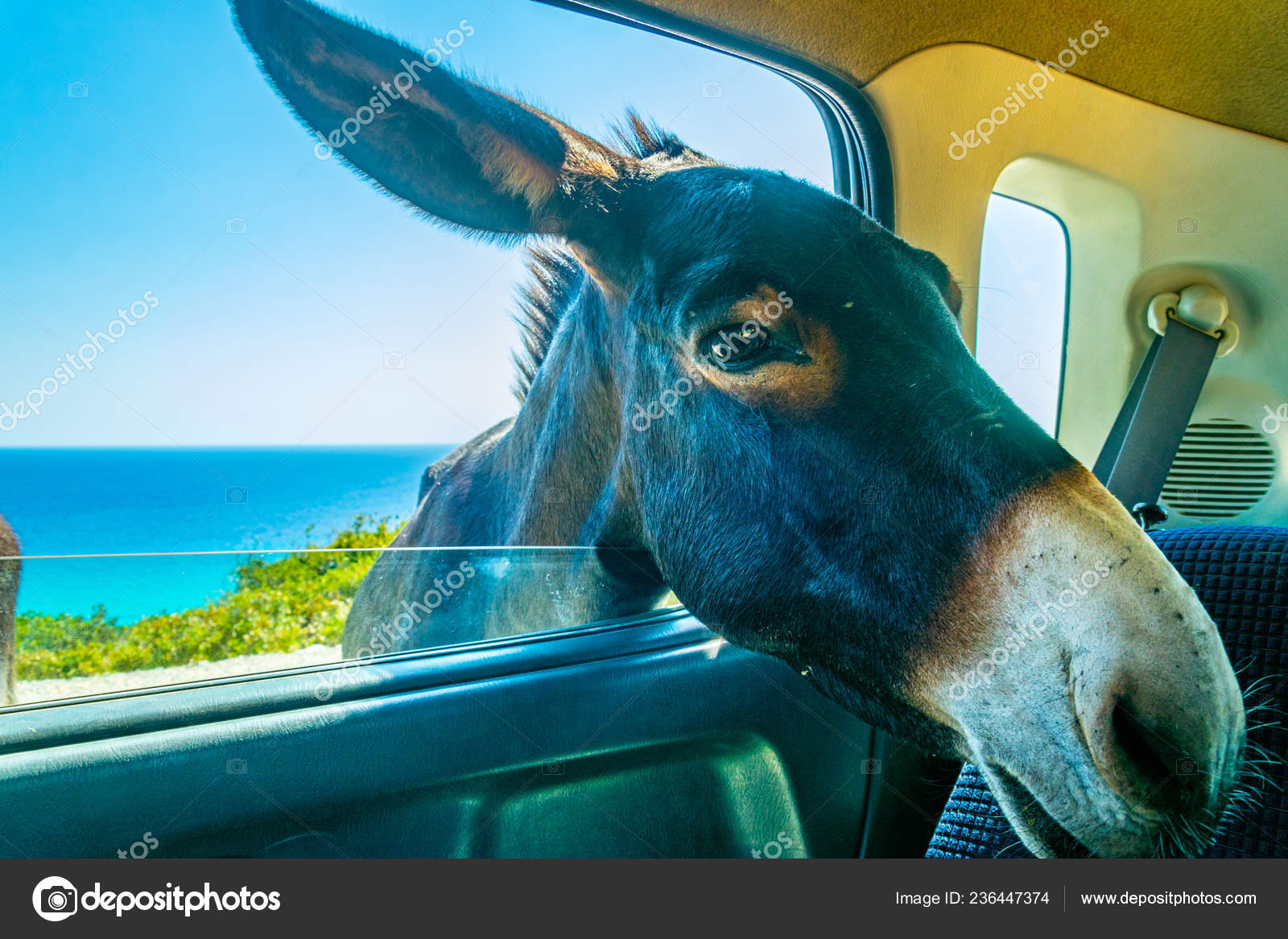 Donkey Driving A Car