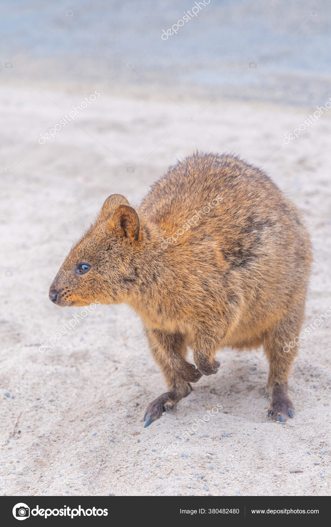 Quokka Living Rottnest Island Perth Australia Stock Photo by ©Dudlajzov ...