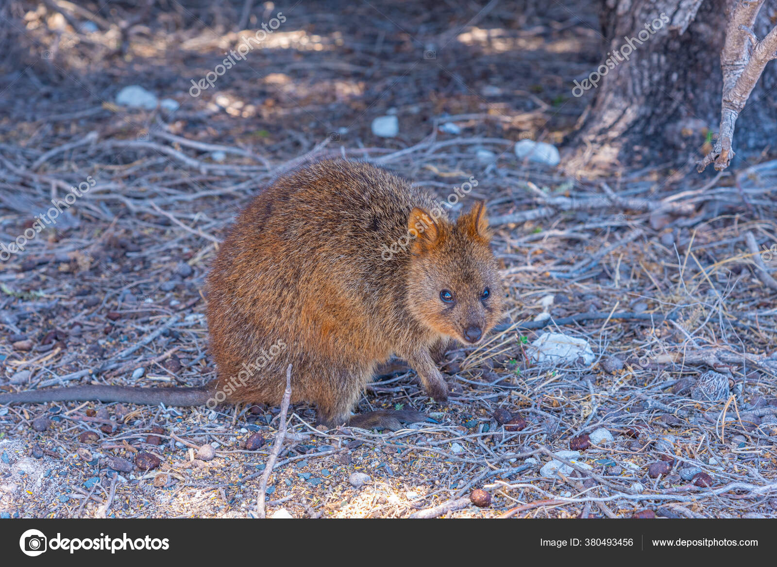 Quokka Living Rottnest Island Perth Australia Stock Photo by ©Dudlajzov ...