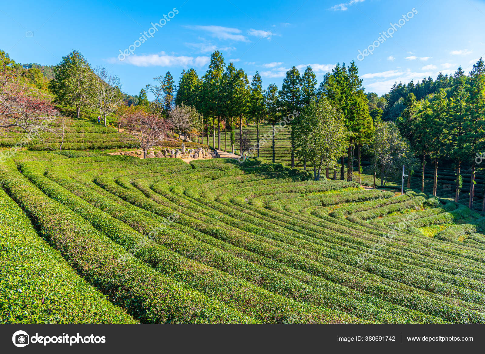 Tea Terraces Boseong Tea Plantations Republic Korea Stock Photo by ...