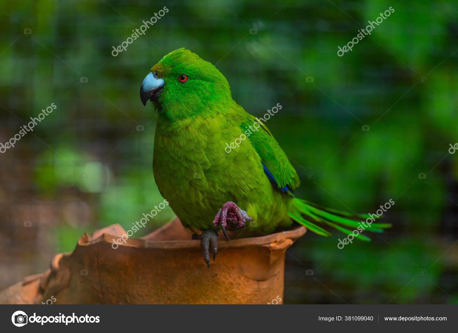 Antipodes Island Parakeet Kiwi Birdlife Park Queenstown New Zealand ...
