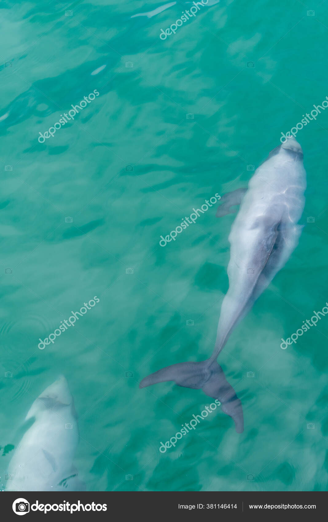 Hector Dolphin Banks Peninsula New Zealand — Stock Photo © Dudlajzov ...