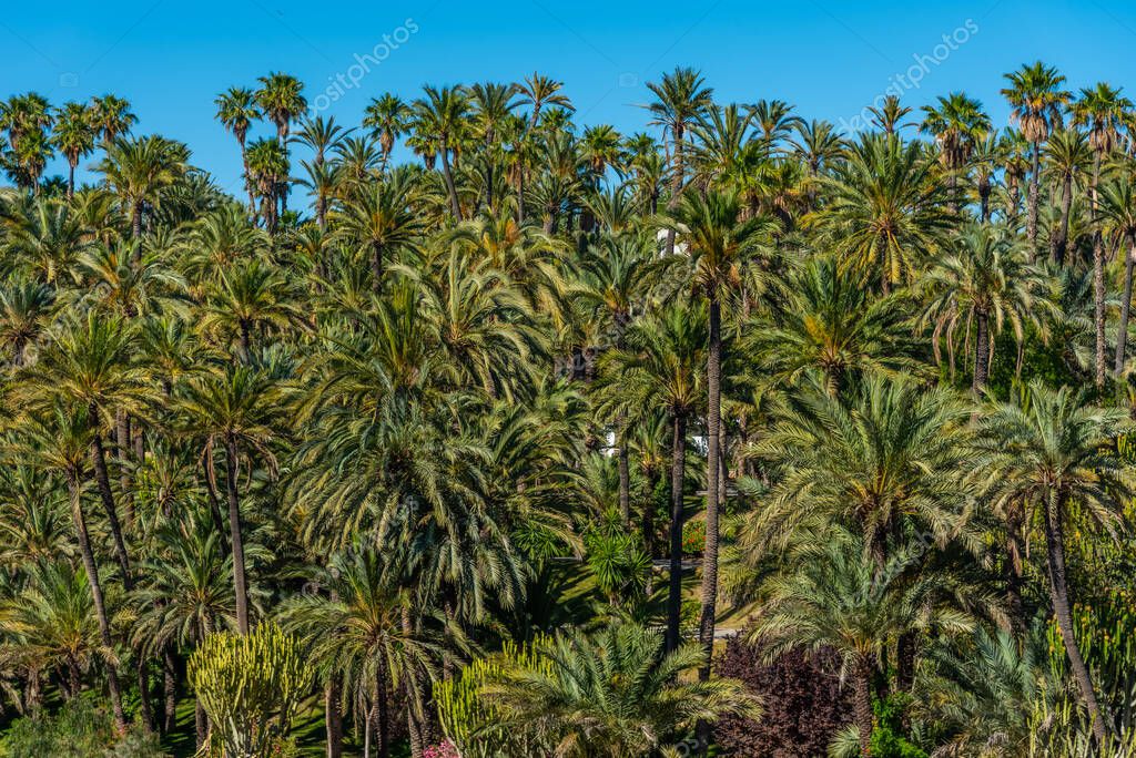Vista aérea del parque municipal de El Palmeral en Elche, España 2024