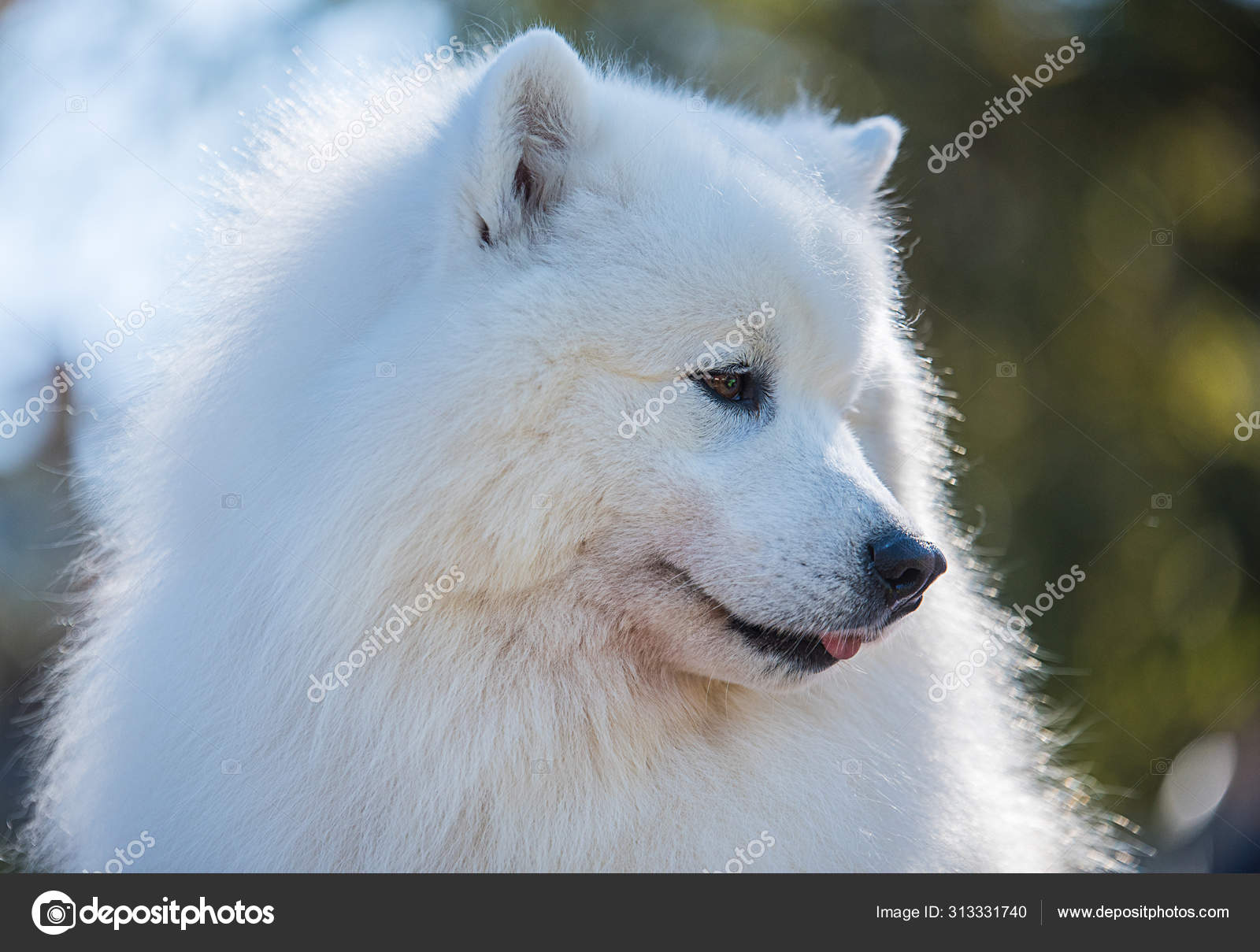 Portrait of Samoyed Stock Photo by ©baronb 313331740