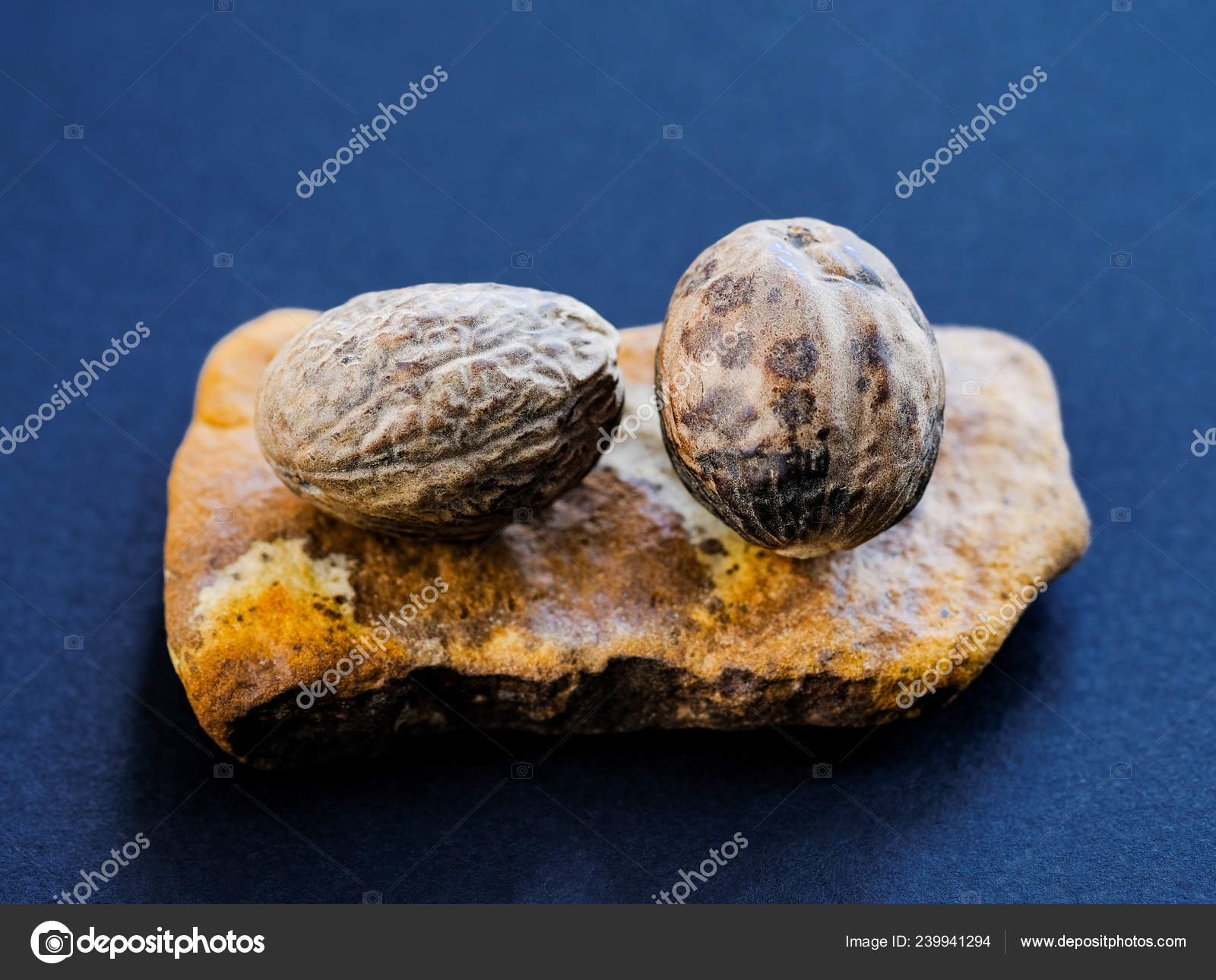 Two Nutmegs Stone Dark Background Stock Photo by ©smallblackcat 239941294