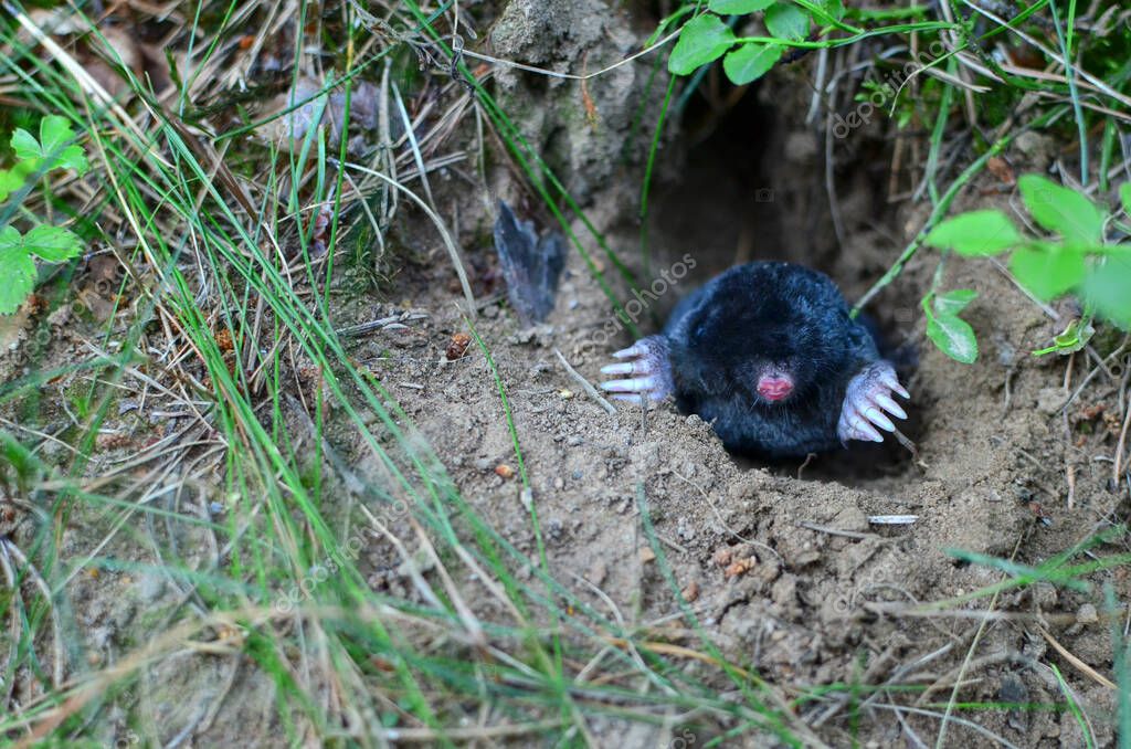 Topo arrastrándose fuera de molehill sobre el suelo, mostrando fuertes ...