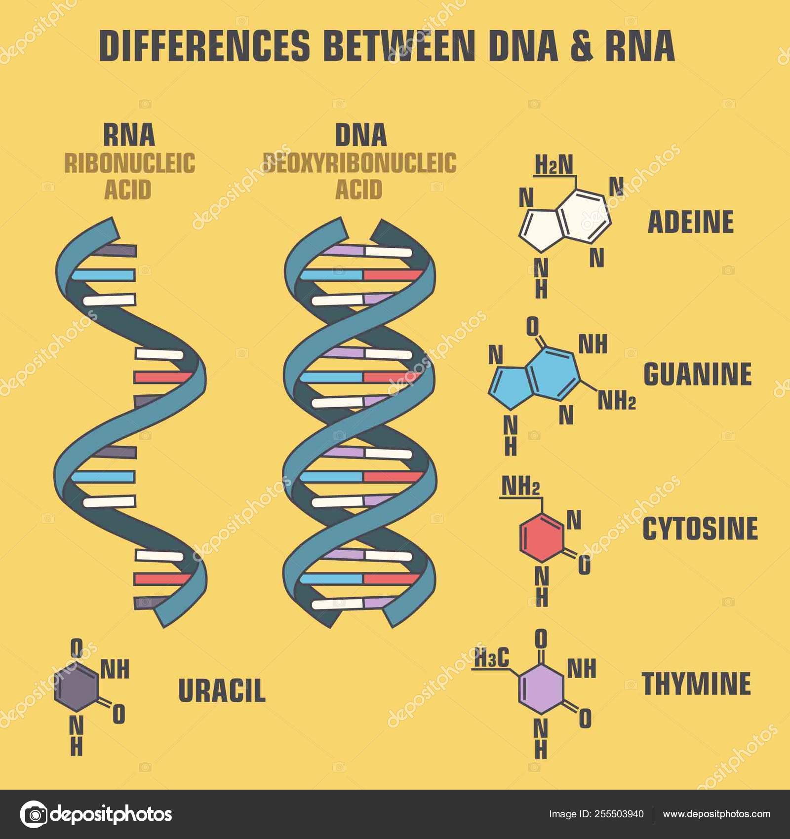 Science114.cdr Stock Vector by ©ShadeDesign.sd 255503940