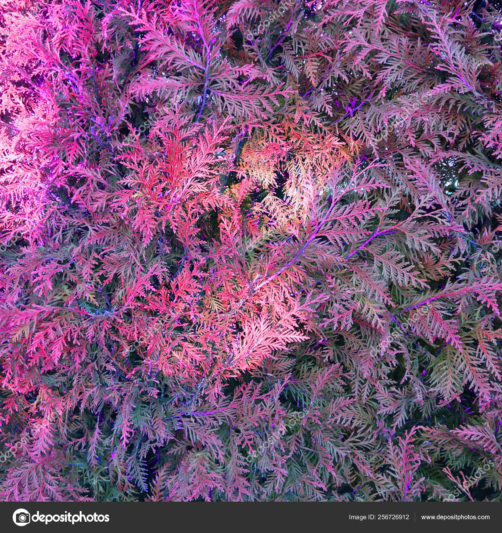 Spruce Twig Background Texture Texture Christmas Tree Purple Crimson ...